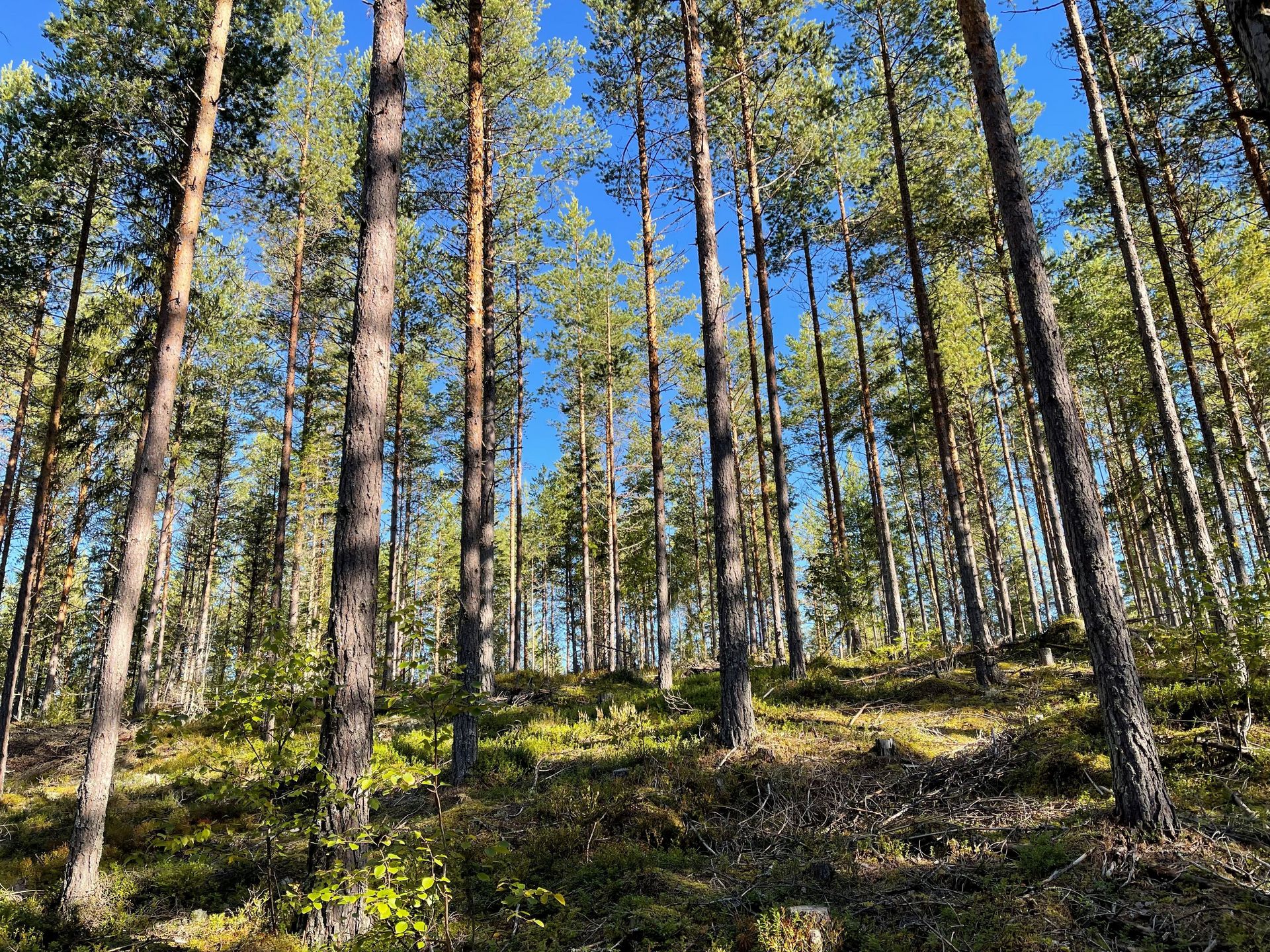 Skogsfastighet till salu - Skogsbyrågruppen, mer än mäklare